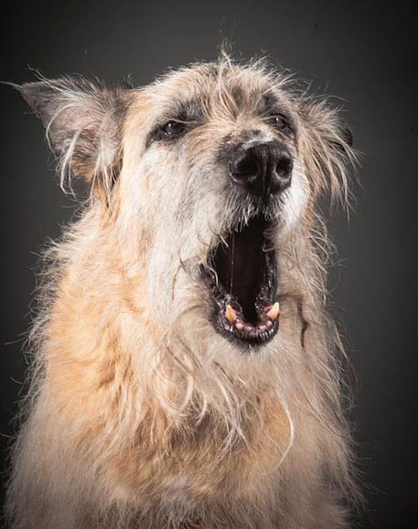 fotografías de perros ancianos