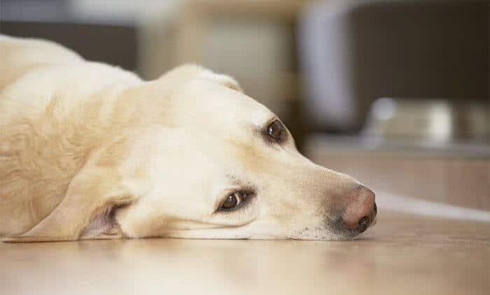 Salud digestiva: Causas del vómito en los perros - Revista Petmi