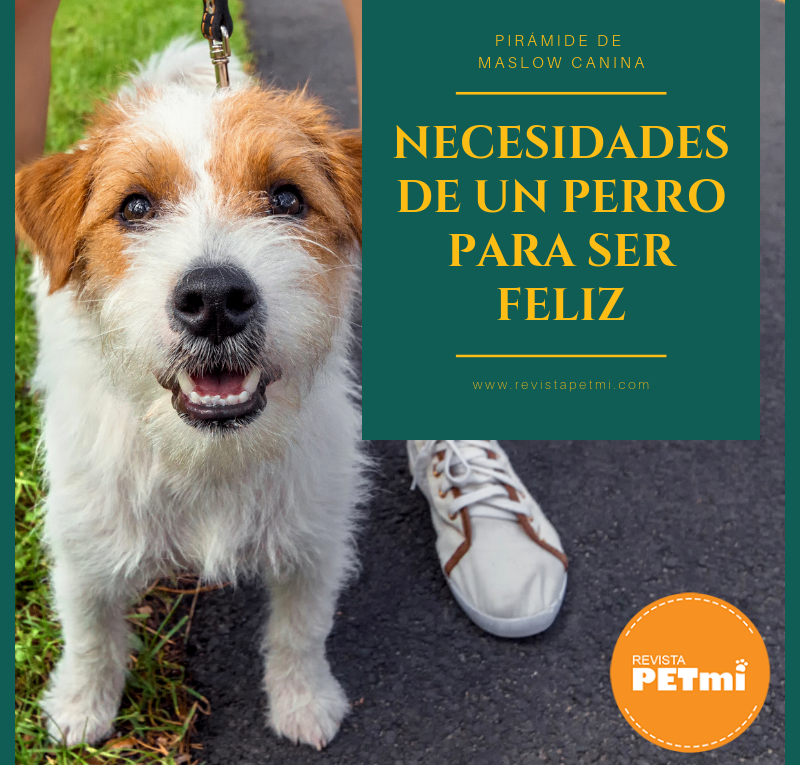 Necesidades de un perro para ser feliz - Revista Petmi