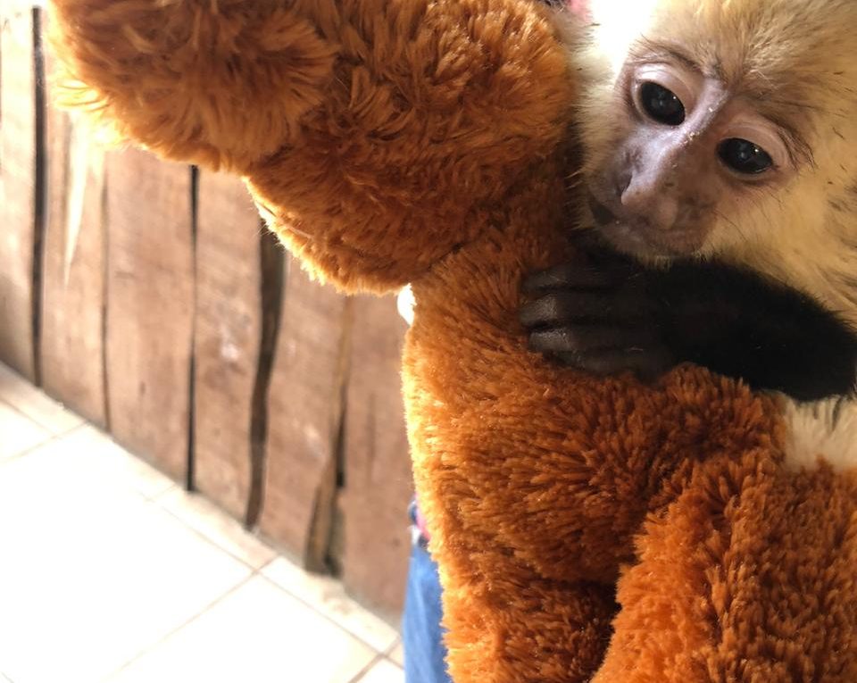 necesitan ayuda 13 monos y 2 tucanes rescatados