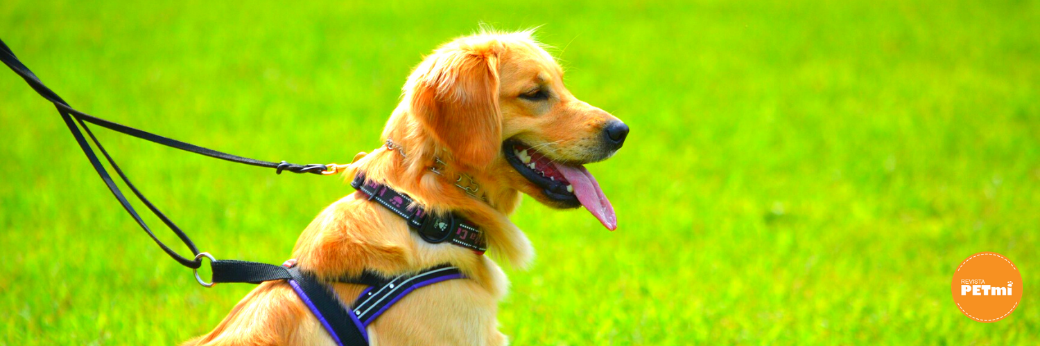 Labrador Retriever - Revista Petmi