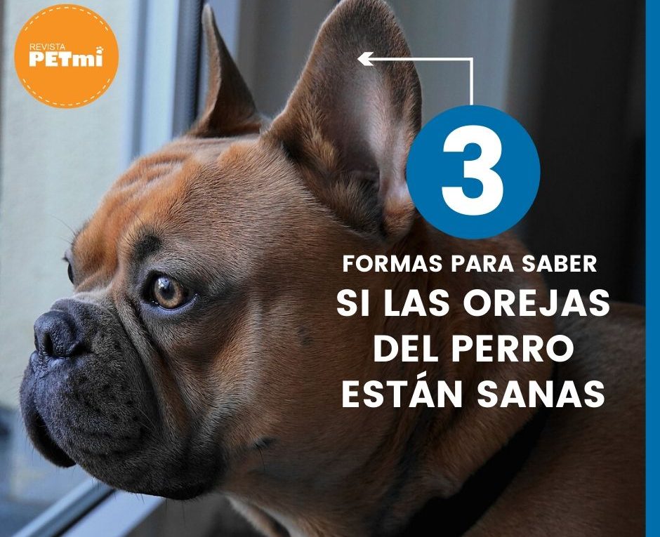 orejas-del-perro-están-sanas